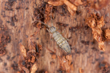 Masters Pest Control - Springtails - Details