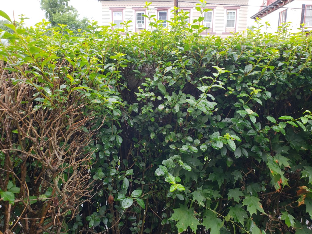 Stinging-Insect Pest Control: Preventing and Removing Wasp, Hornets ...