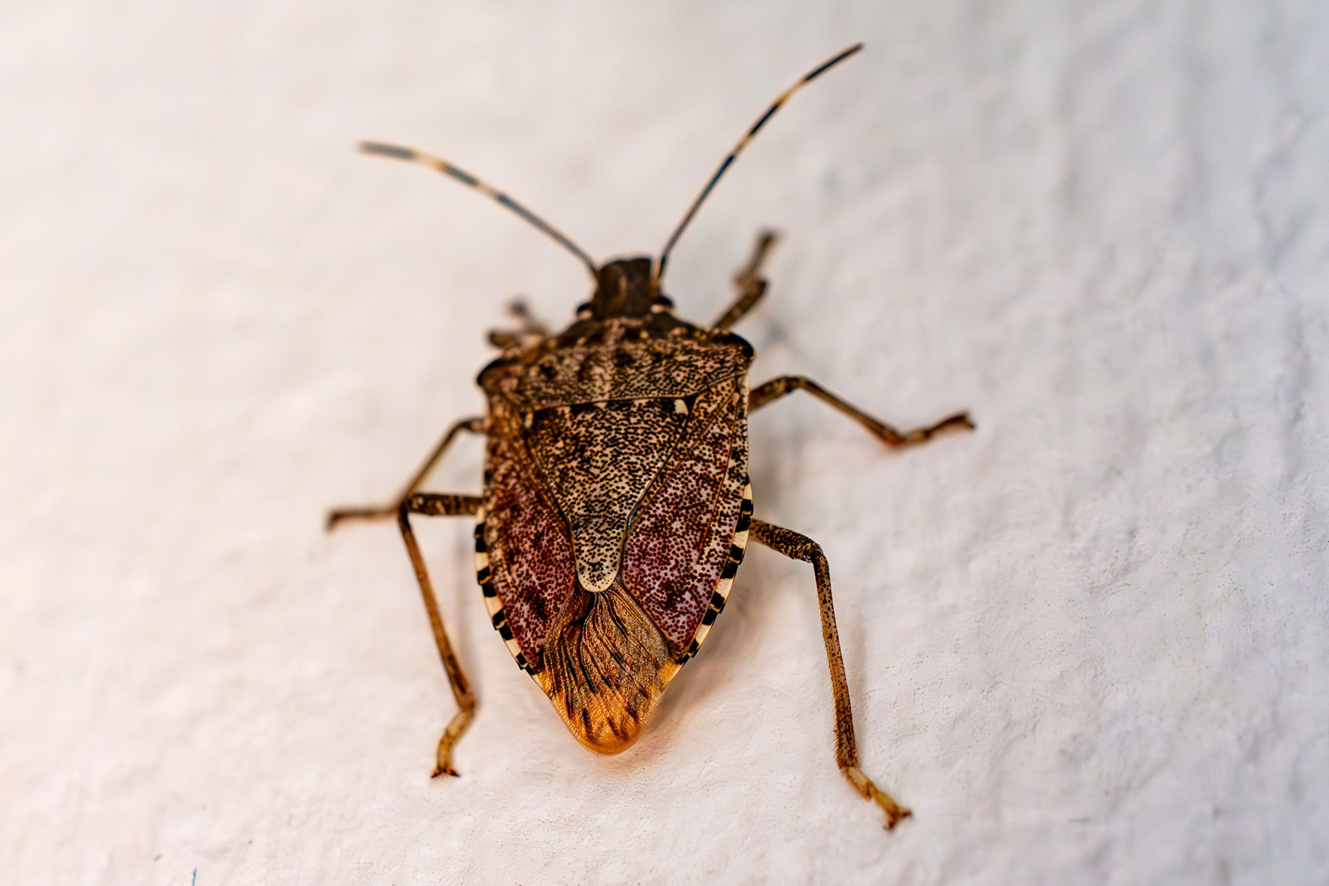 Spring Pest Control for Stink Bug Season - Masters Pest Control